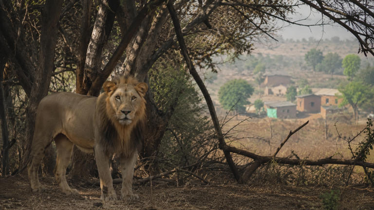 India’s last Asiatic lions are outgrowing their only wild stronghold