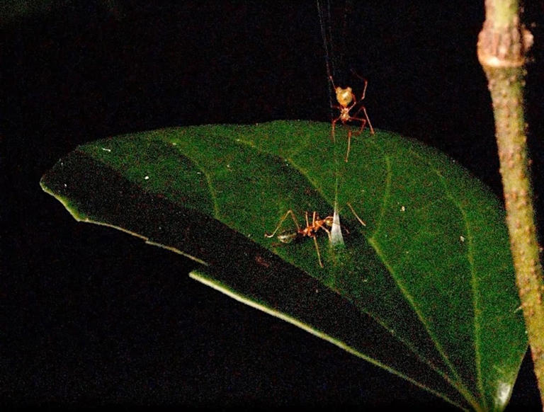 Newly discovered spider is basically a mechanical engineer, building ...