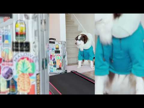 Family dog appears fully prepared for vacation