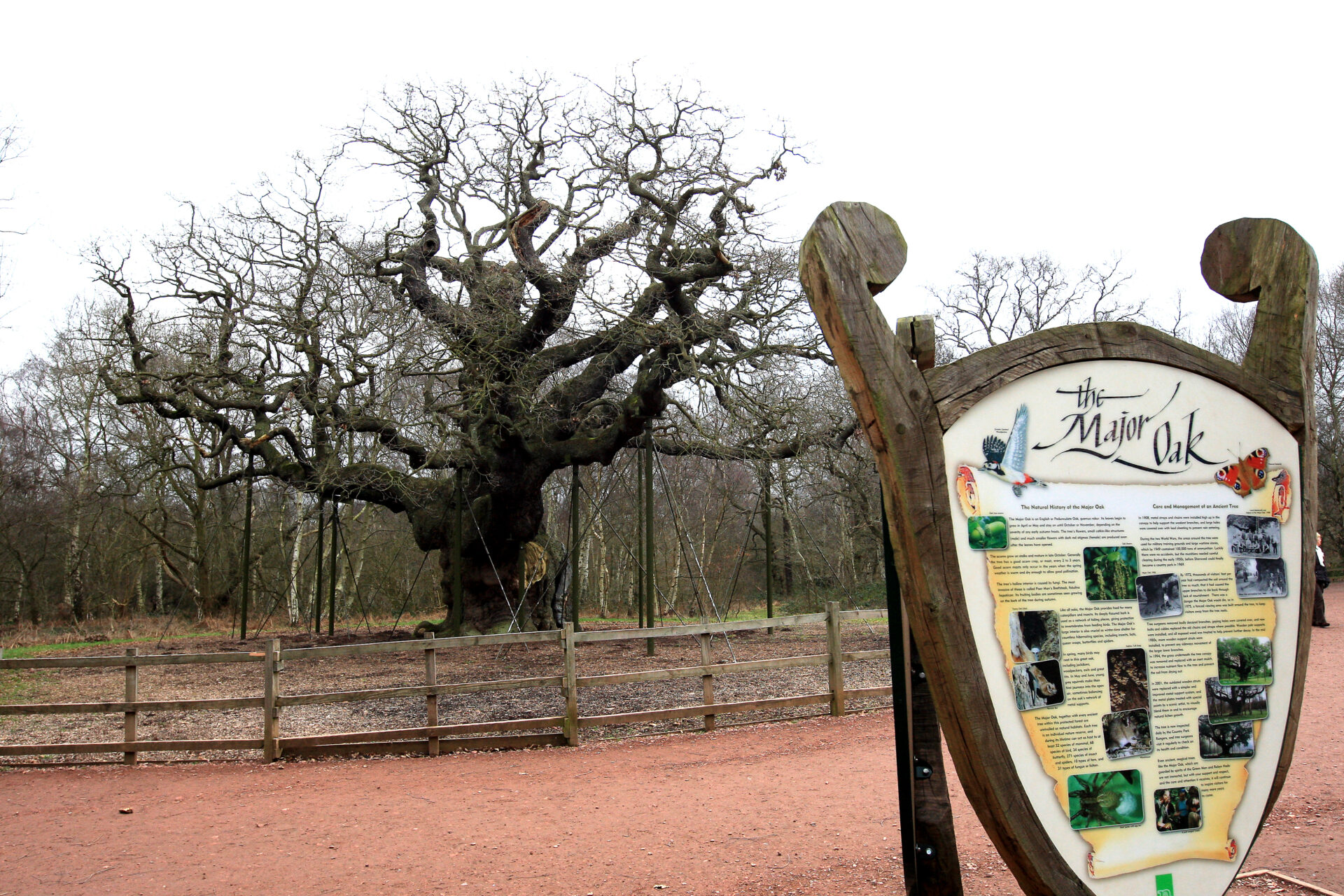 The end of a legend: The thousand-year-old oak tree linked to Robin ...