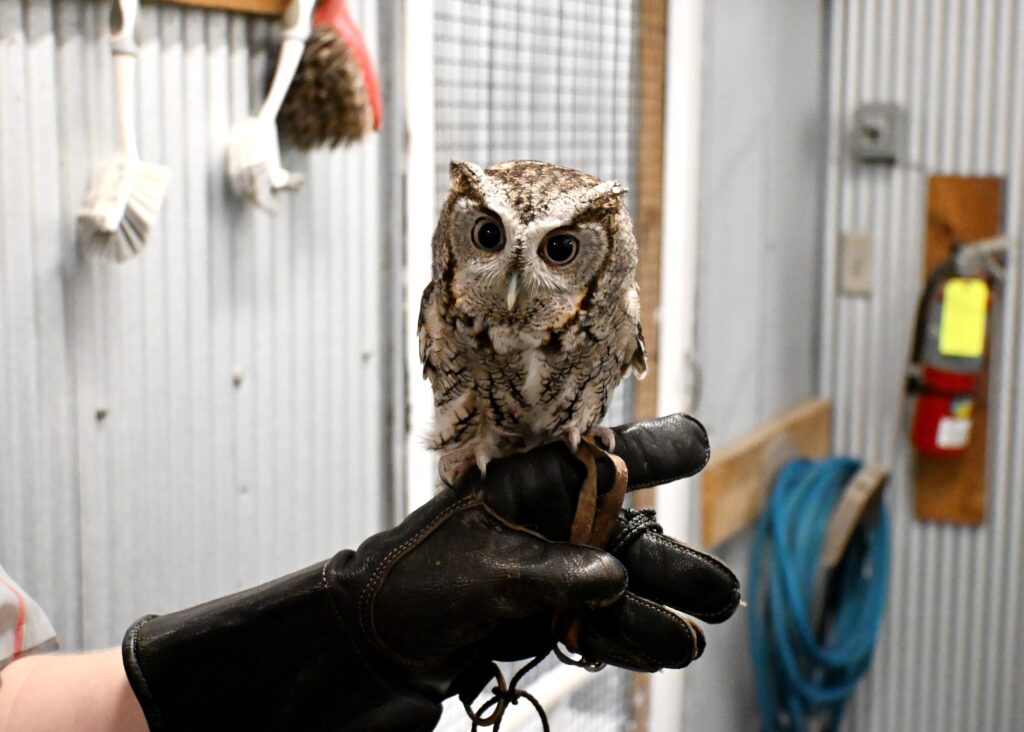 At Fontenelle Forest, a refuge gives injured raptors second chance at life