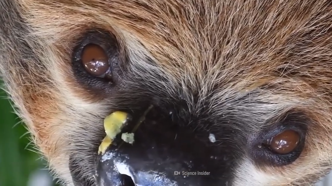 Este animal parece tierno - hasta que ves sus garras