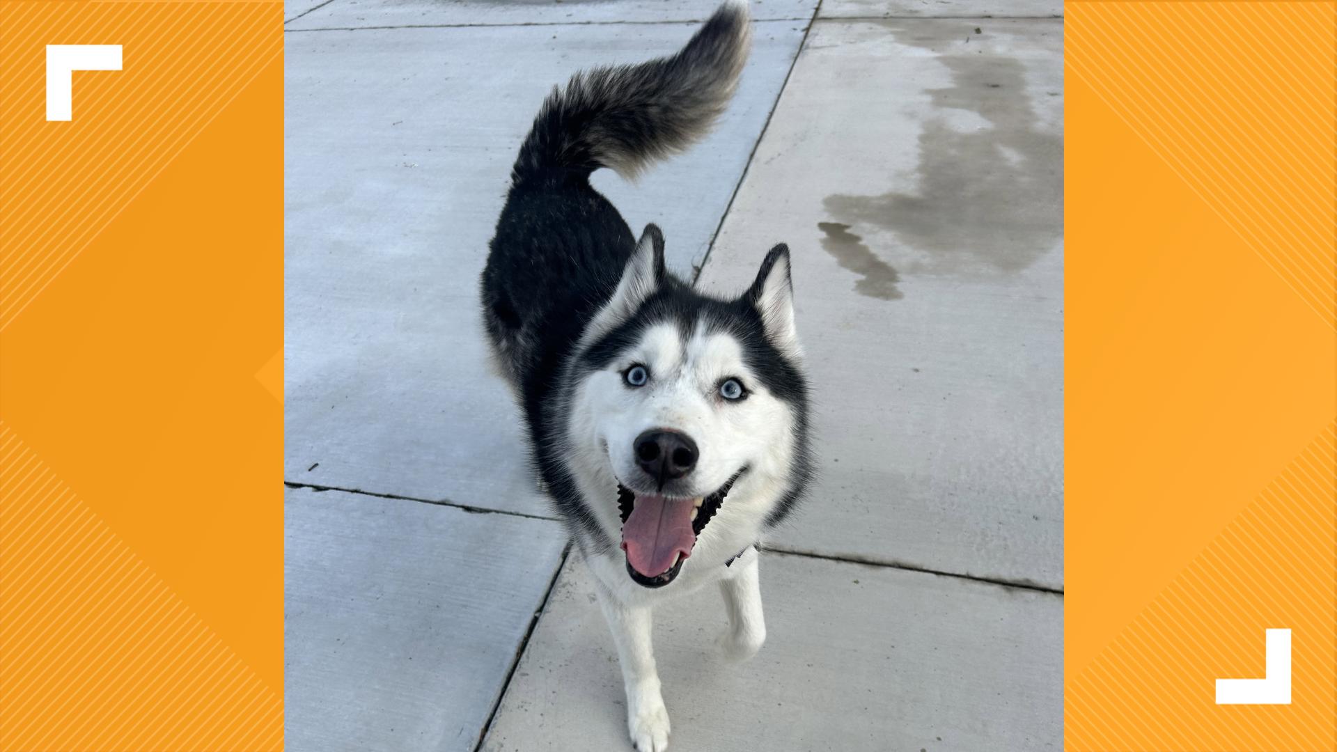 Furry friends | Meet Keya