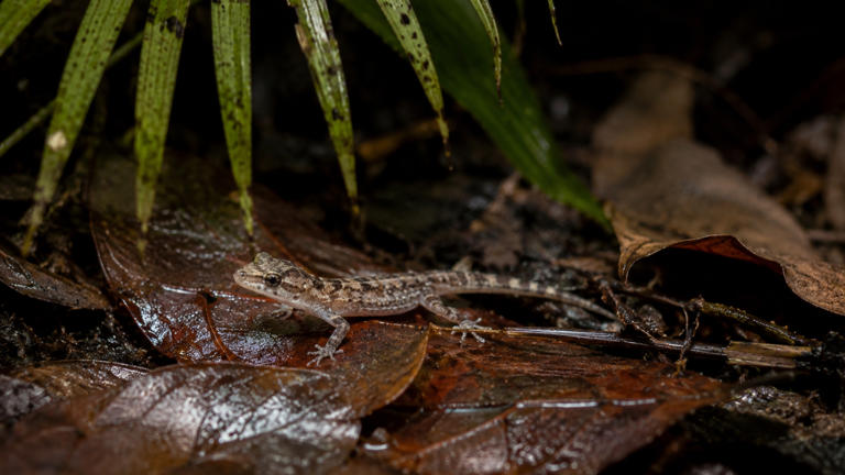 Florida’s only native gecko has just gained threatened status