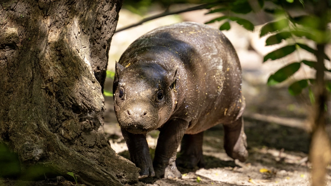 Pygmy hippo calf and post-fire gardens photography draw global attention
