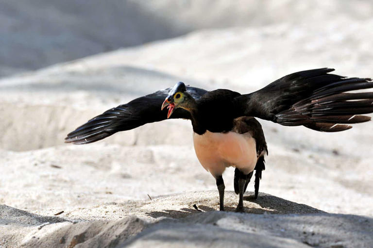 The bird that builds its own incubator and raises itself