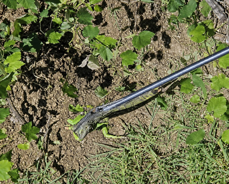 İtfaiyenin iguana mesaisi
