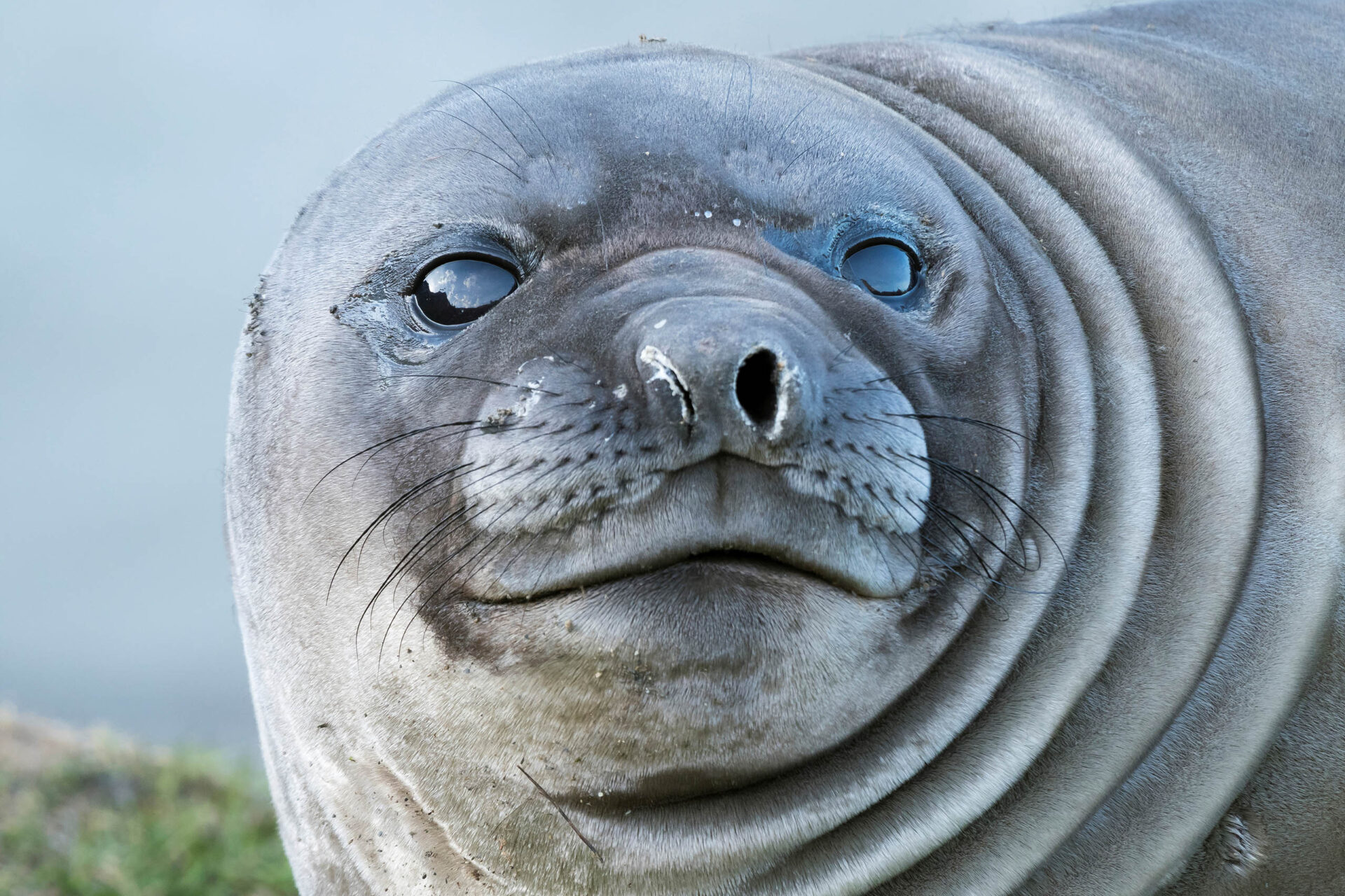 Thousands of seal pups killed by avian flu
