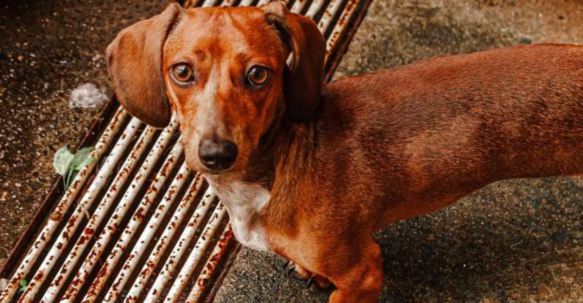 12 dogs that become far easier to live with once routines are respected ...