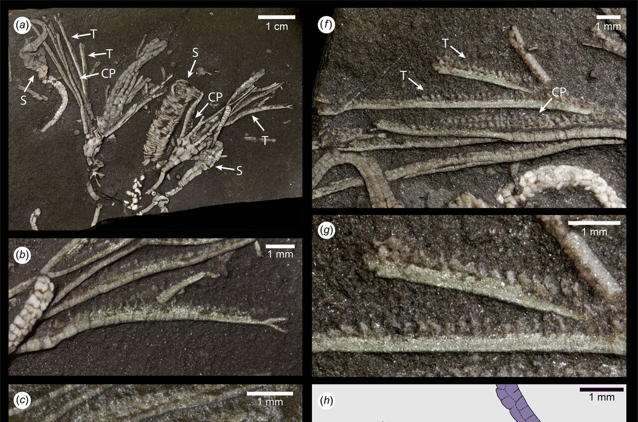 Oldest example of preserved tube feet reveals clues about the lives of ...