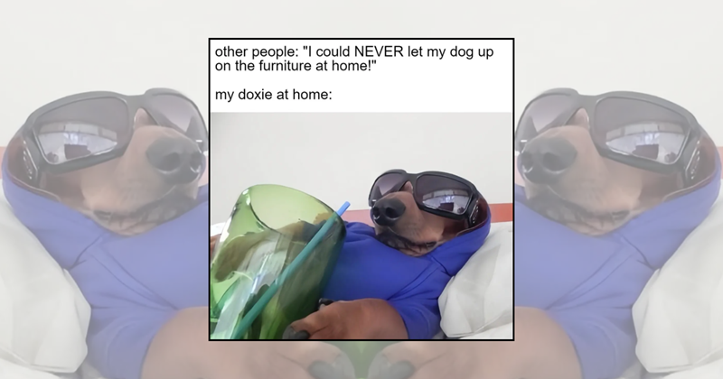 'Long day?': 21 fearless dachshund memes to stretch out the stress