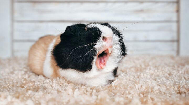 5 easy tips to keep small pets safe during a heatwave