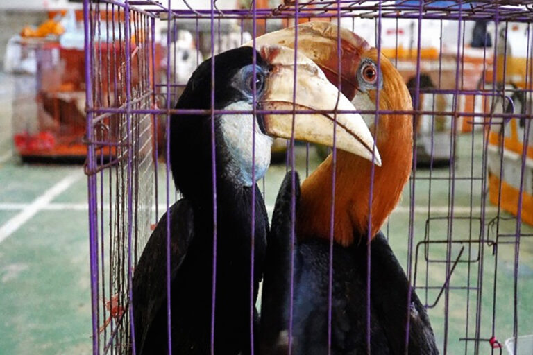 Indonesia driver sentenced over organized crime group trafficking live ...