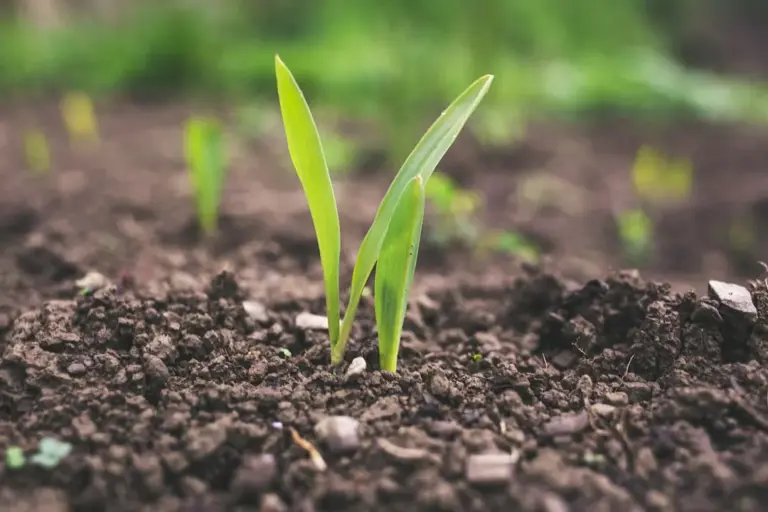 The green manure solution: How cover crops restore tired garden beds