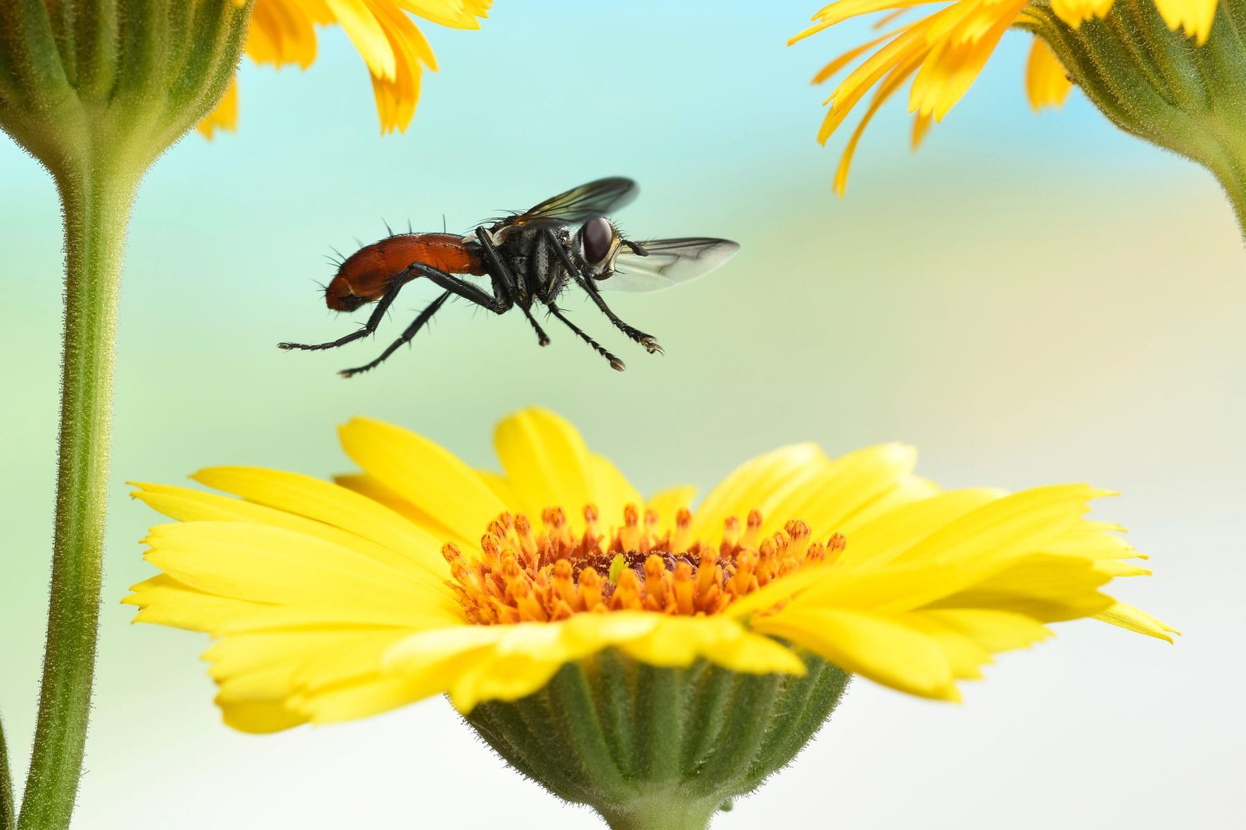 In pictures: colorful insects and spiders