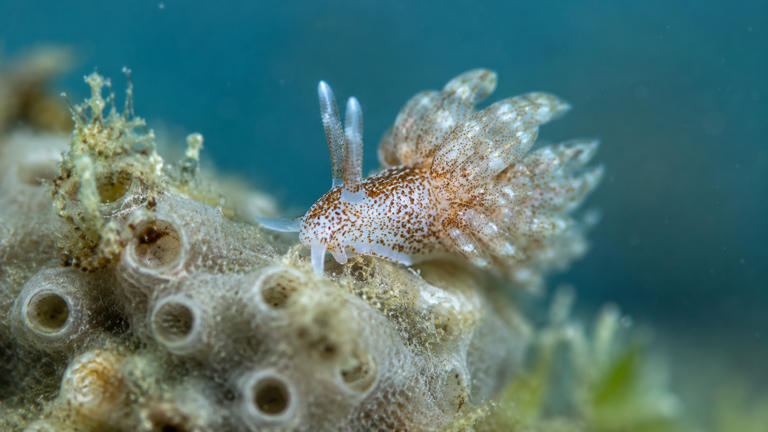 Taiwan’s sesame-sized sea slug proves small marine species still go ...