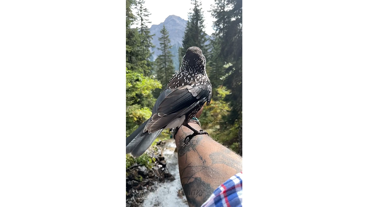 Beautiful spotted bird perched on arm above mountain stream in pine forest