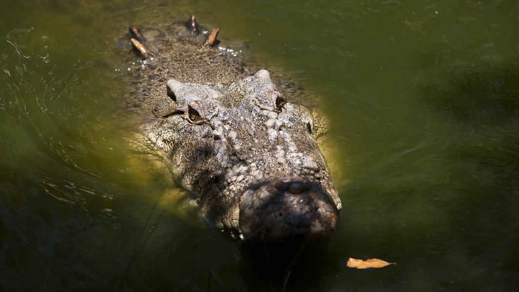 Dominator and the giants of the crocodile world