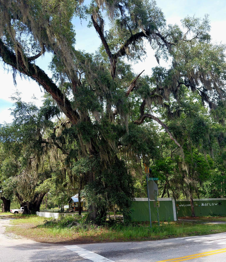 'Everybody wants that tree removed' - Oak coming down for roundabout