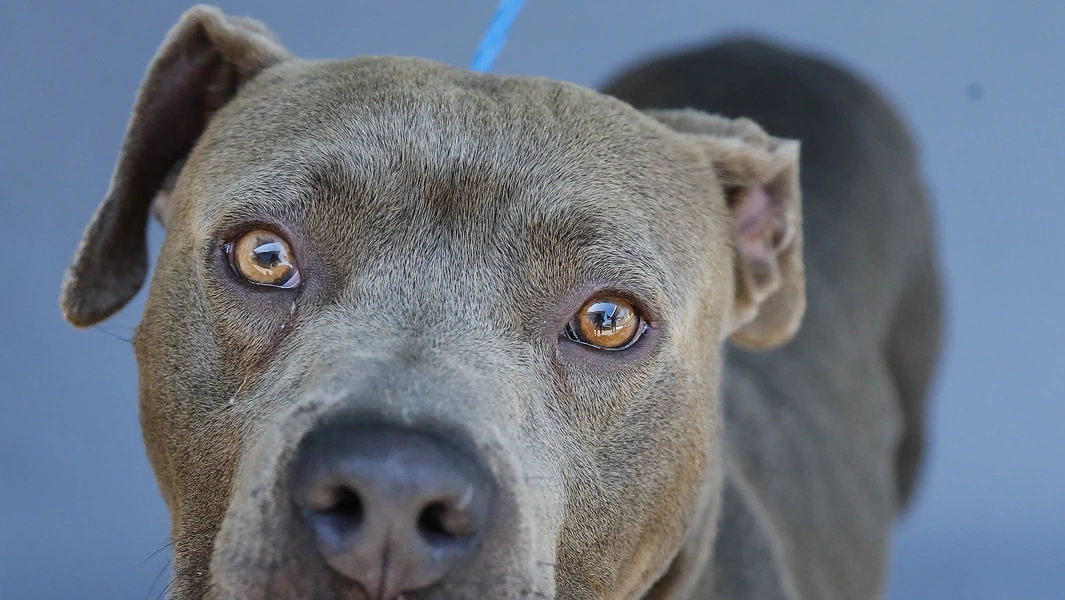 14 dog breeds often passed over in shelters