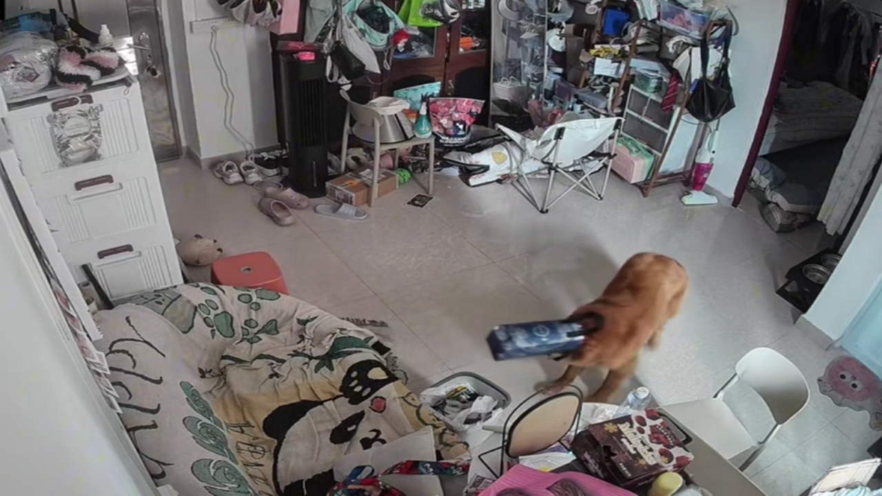 Dog’s snack raid goes wrong in Guangdong, China