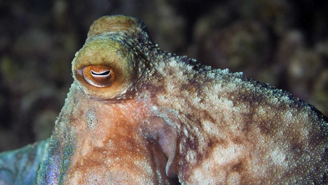 Octopus brains are rewriting science