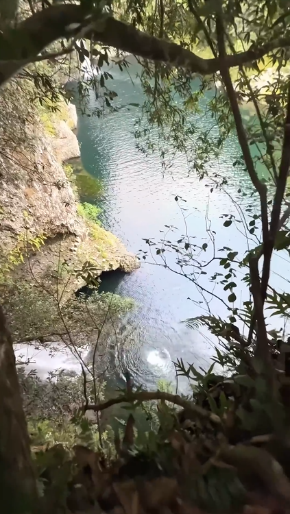Why this 32 meter tree jump is so extreme
