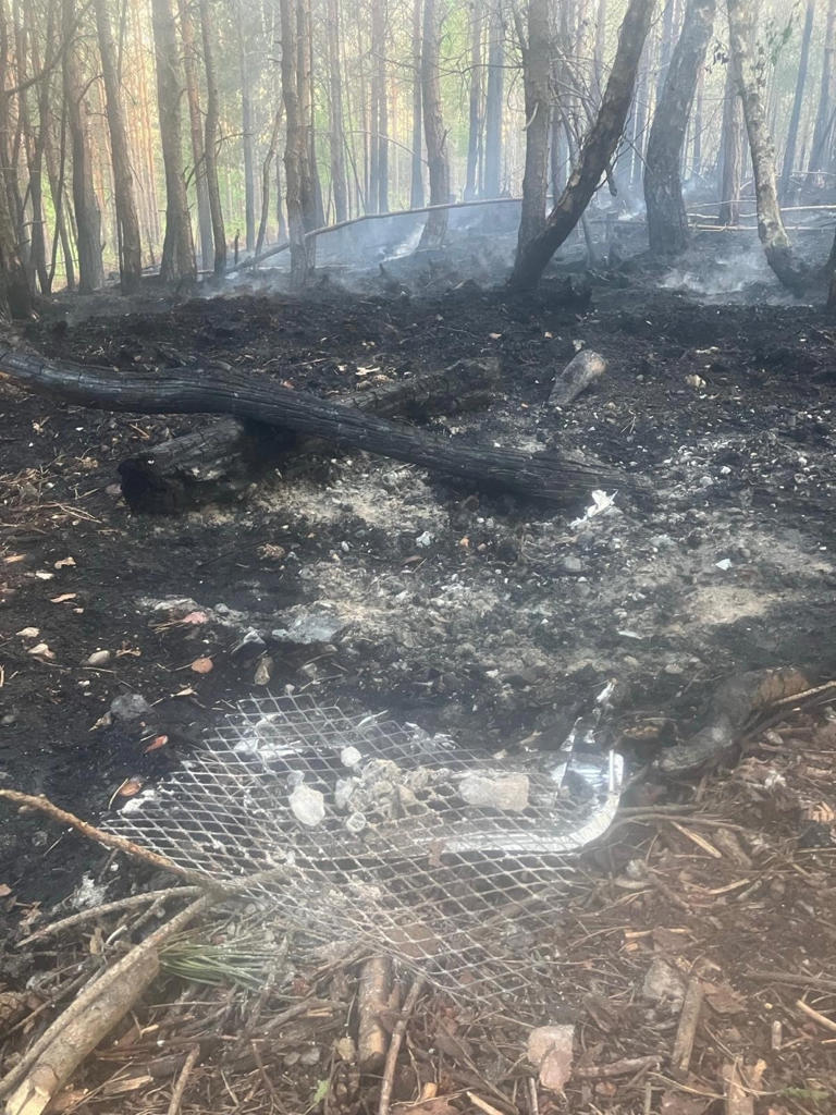 Forestry England asks people to help keep forests safe during the heatwave