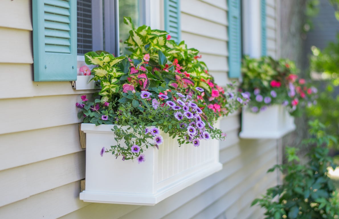 The top 15 summer-blooming flowers for every corner of your yard