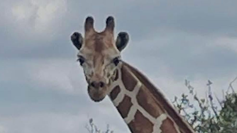 YES, ITS REAL: A giraffe is missing in the Texas Hill Country