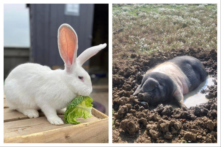From freezing bottles and washing down pigs: How a Desborough farm park ...