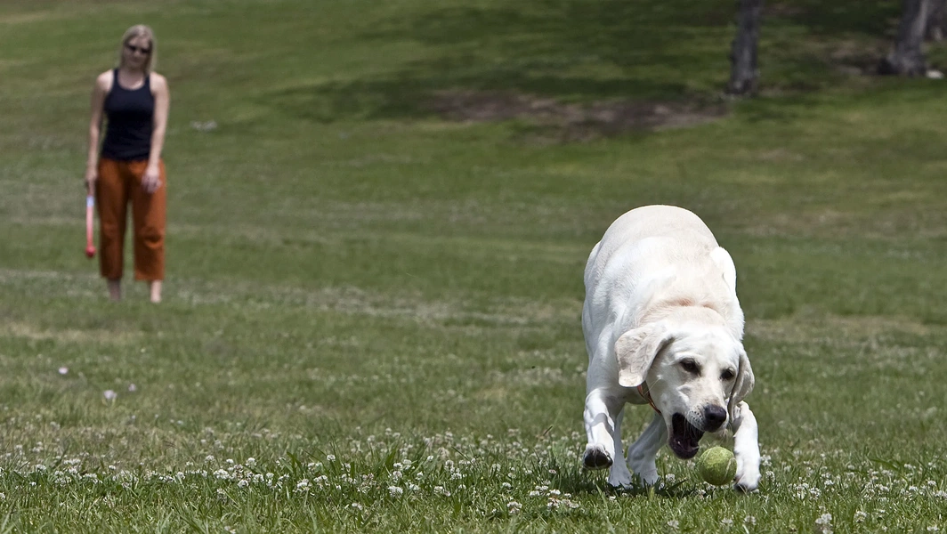10 affectionate dog breeds that love human companionship