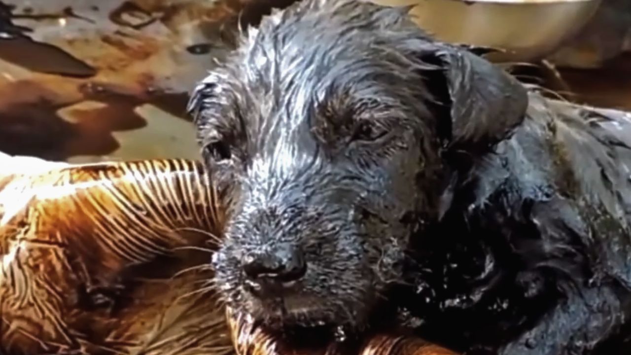Influencers staged dog rescues for clout until someone followed them home