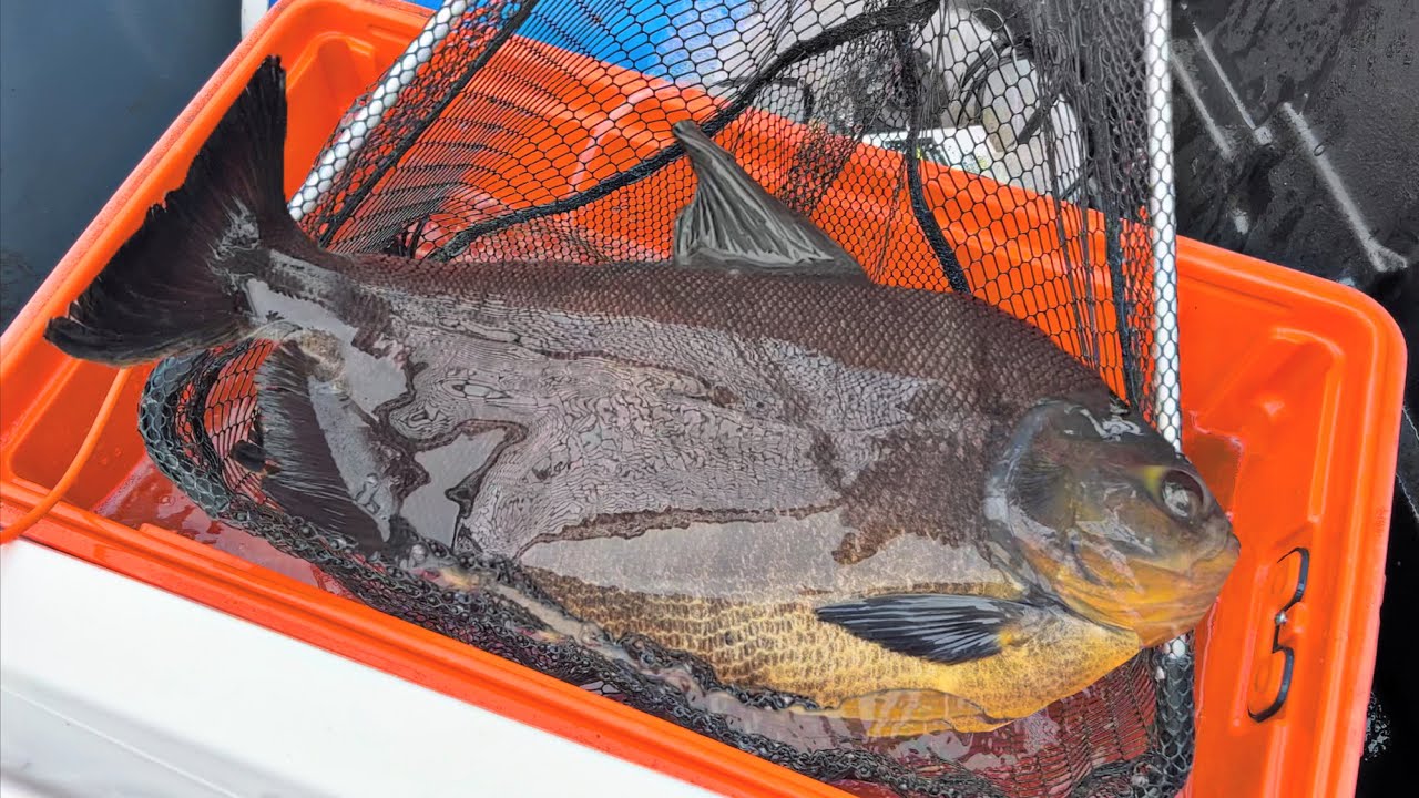 They tried to catch an exotic fish, then piranha-like fish attacked