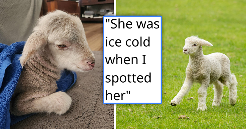 Lamb who was abandoned by her momma found freezing by kind farmer