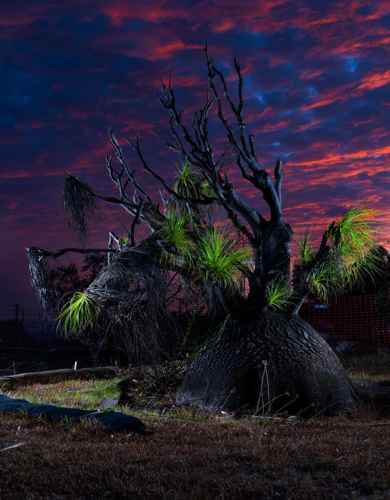 After the Eaton fire, 'In the Gardens of Eaton' finds unexpected beauty ...