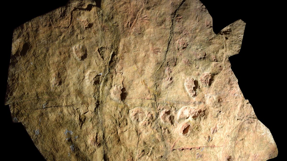 230-million-year-old fossil footprints reveal what may be the earliest ...