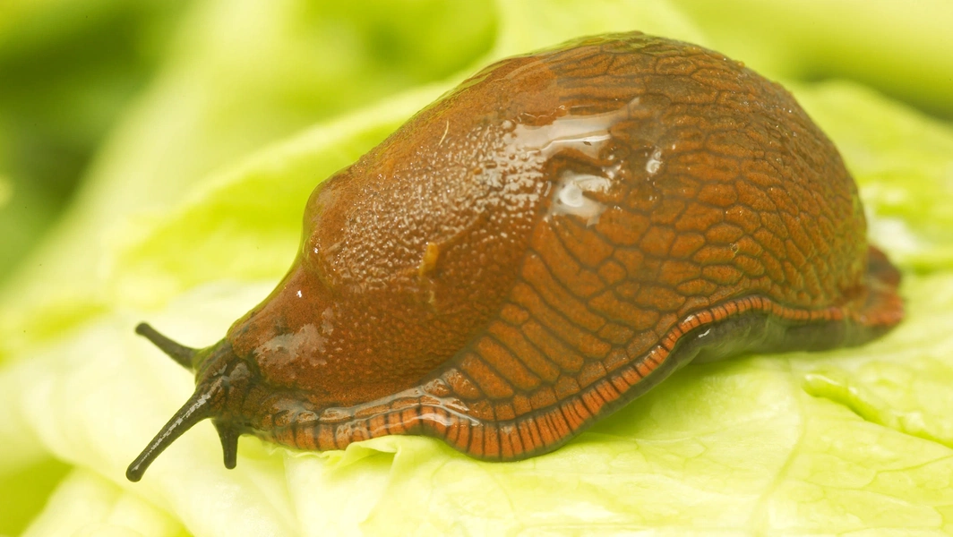 12 plants that thrive with coffee grounds