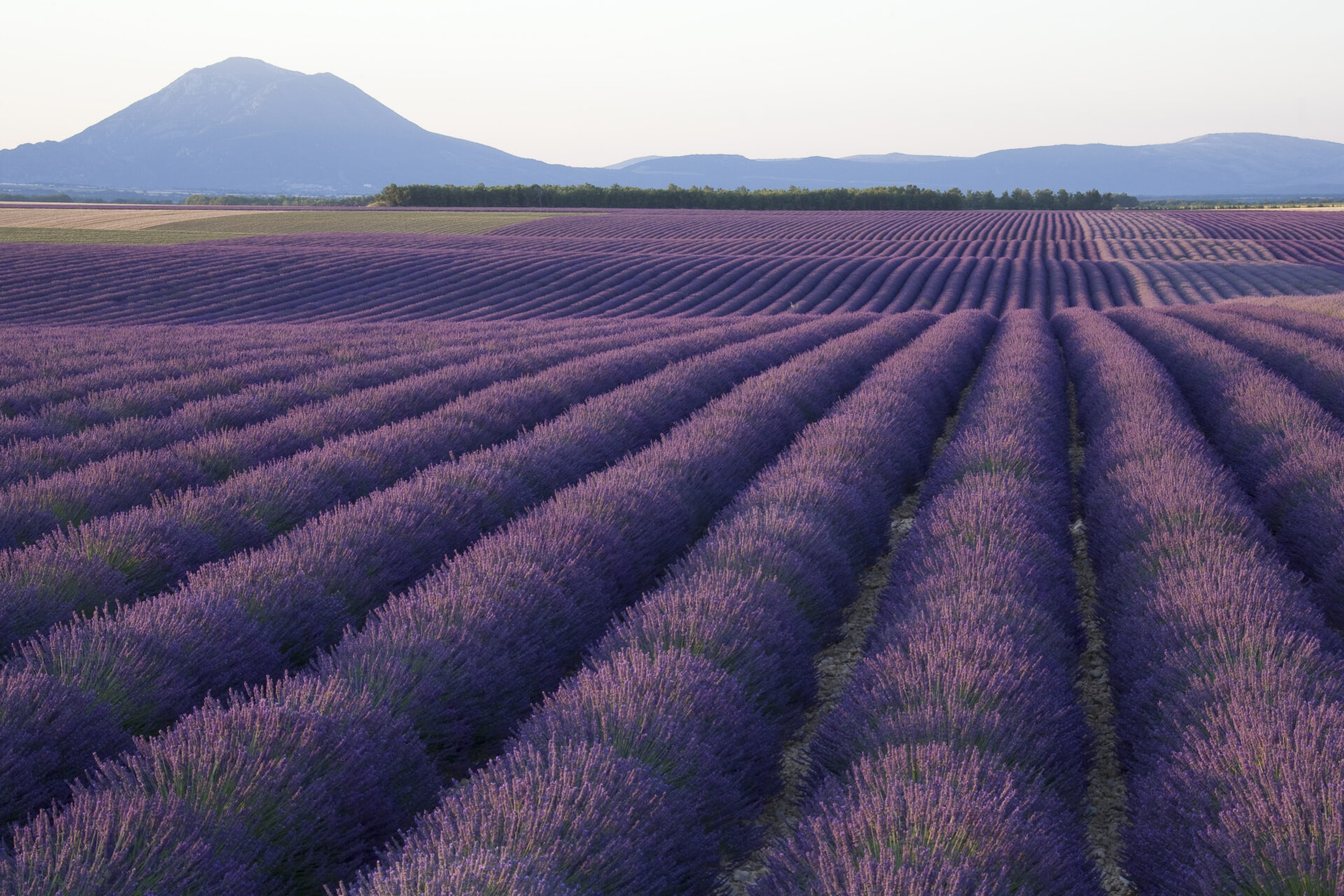 Dietro la bellezza della lavanda in Provenza, una crisi per gli agricoltori