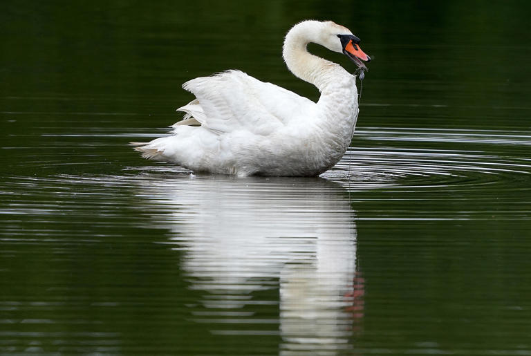 Worcester not planning rescue operation for swan caught with fishing hook