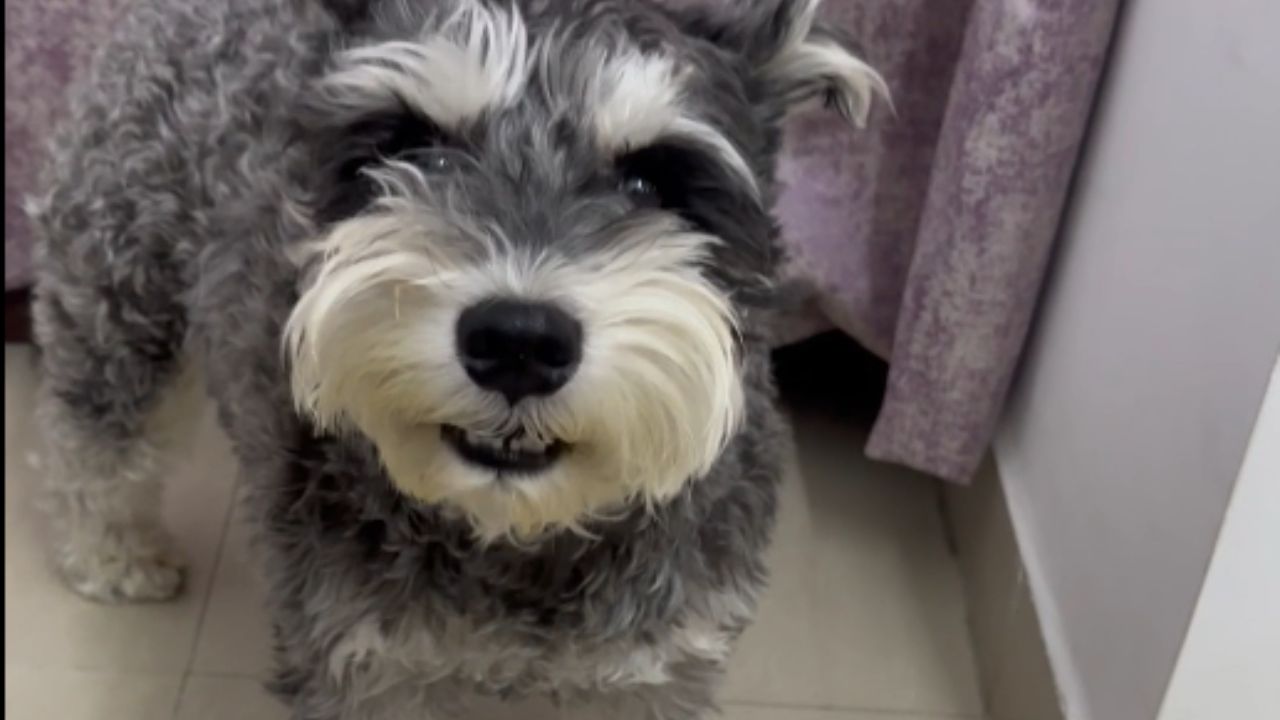 Canine maestro: Schnauzer's howls elevate Indian melody to new heights