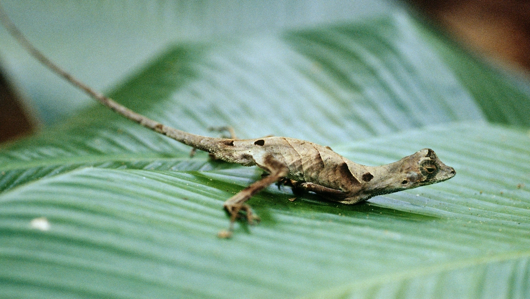 10 fascinating examples of camouflage and illusions