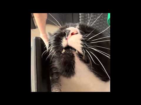 Cat enjoys getting brushed