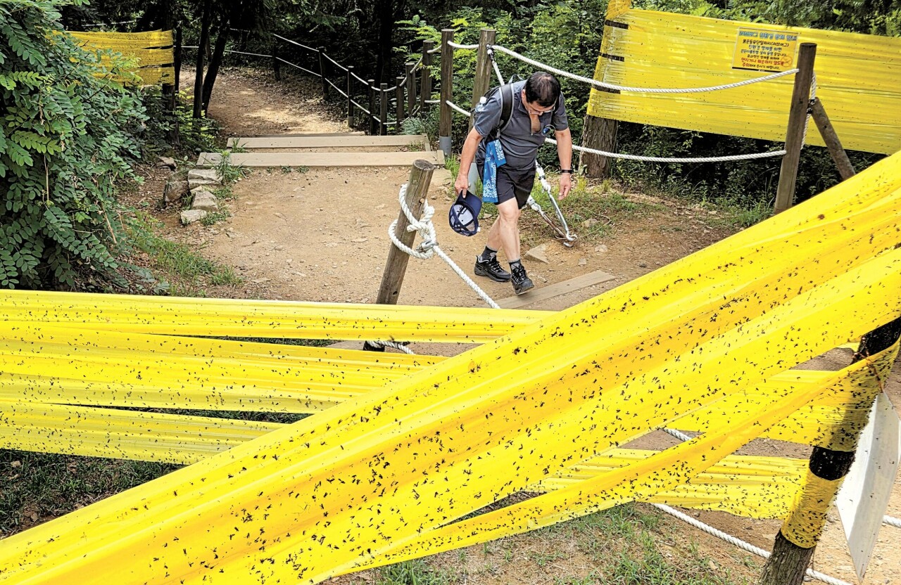 No love for summer bug swarms