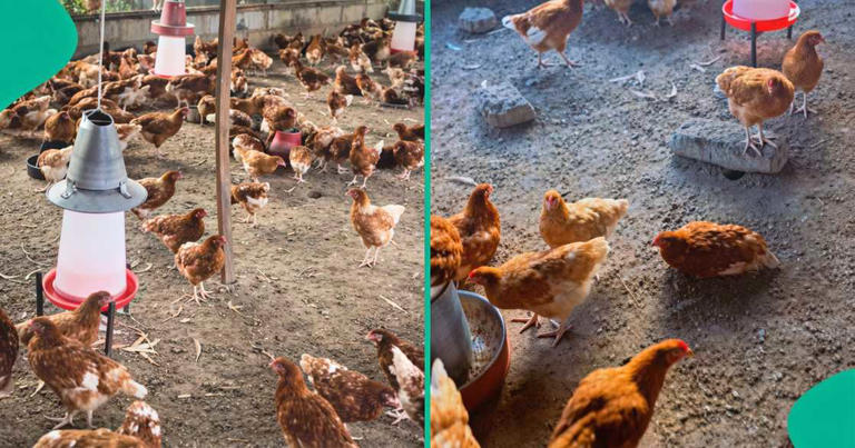 How I lost many birds after buying 800 layers: Farmer recounts ordeal ...