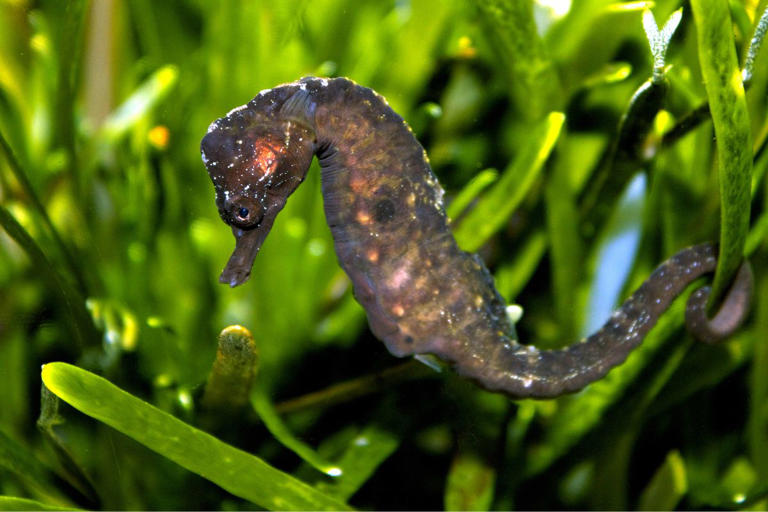The rare case of males giving birth: SA’s unique seahorses