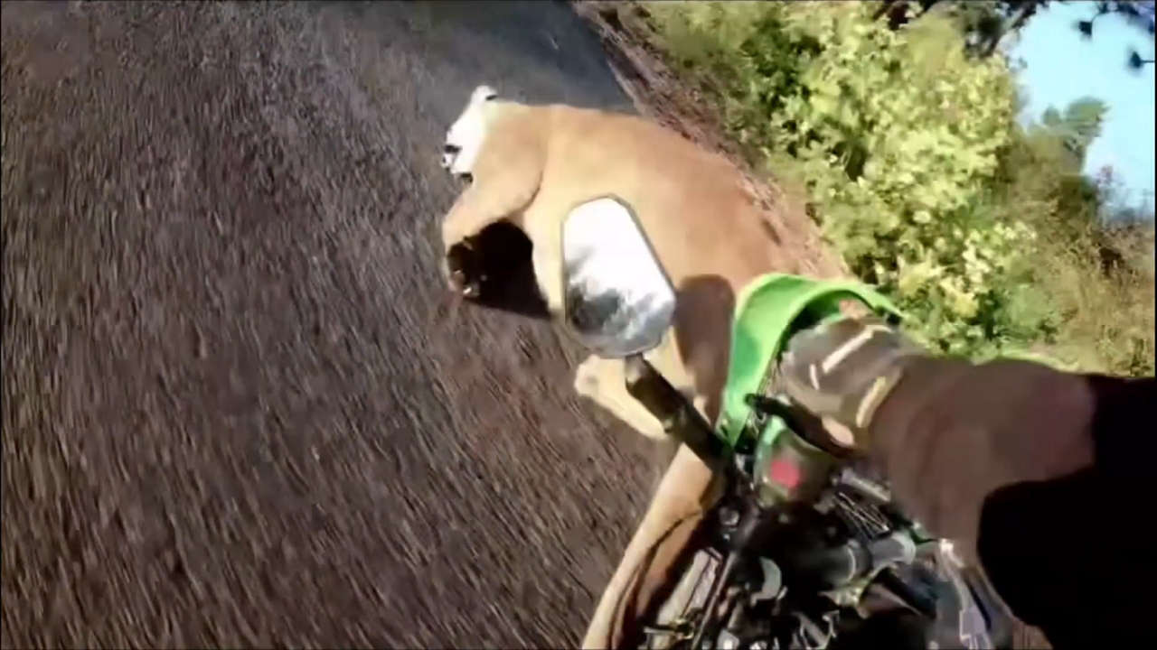 Motorcycle hits cougar on rural Washington road