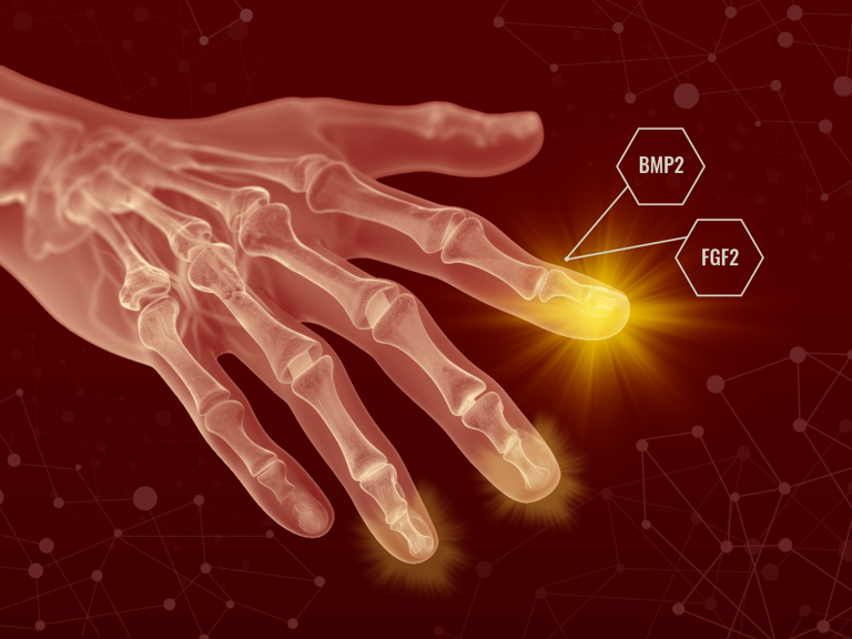 The human body may already know how to regrow lost limbs and scientists ...