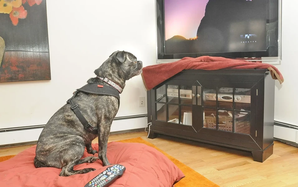 Experts outline how TV, bonding, and care boost dog well-being