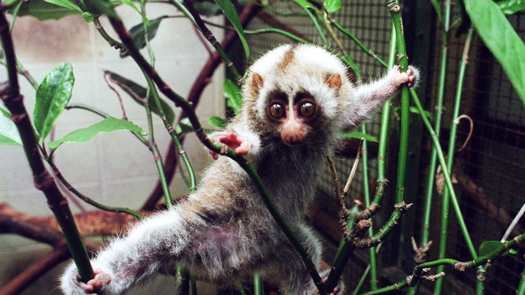 6 innocent-looking animals with deadly defenses